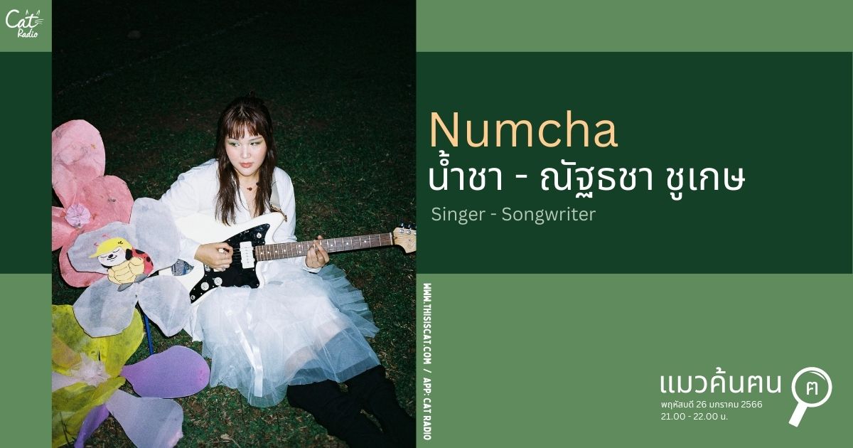 แมวค้น Numcha